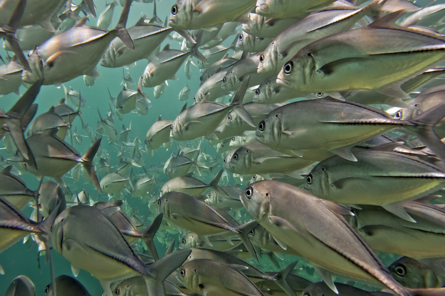 Tuna Tested for Toxic Mercury - Guide - MAMAVATION