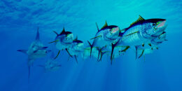 Tuna Tested for Toxic Mercury - Guide - MAMAVATION