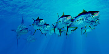 Tuna Tested for Toxic Mercury - Guide - MAMAVATION